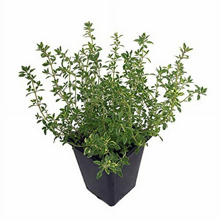 Creeping Lemon Thyme