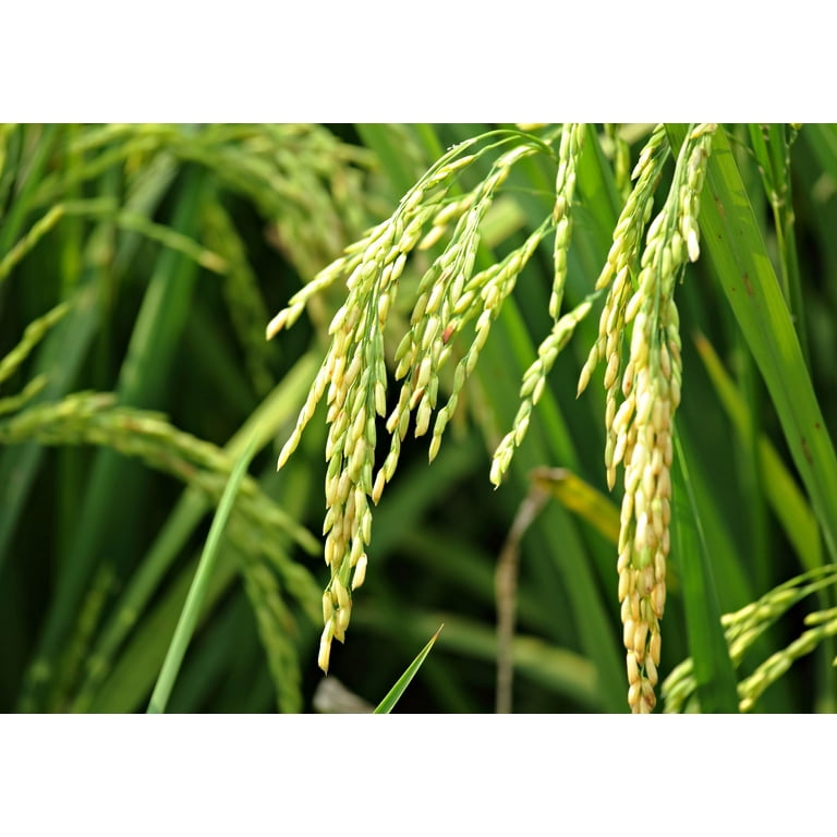 White Rice Plant