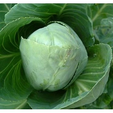 Cabbage Seeds - Danish Ball Head - 1 Oz - Non-GMO, Heirloom, Vegetable ...