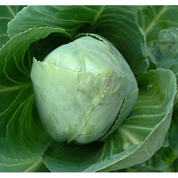 Cabbage Brunswick Garden Heirloom Vegetable By Seed Kingdom 5 Lb Seeds ...