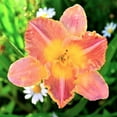 Easy to Grow - Outdoor Live Bulbs, 10 Pack Daylily Mixed Colors Mix ...