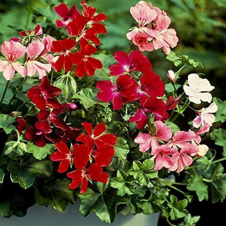 Geranium Plant Leaf