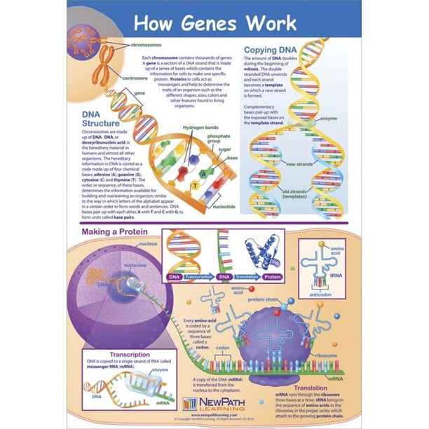 How Genes Work Poster - Walmart.com - Walmart.com