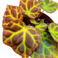 Harmony Foliage Begonia Rajah Premium Rhizomatous Rare Species in a 4 ...