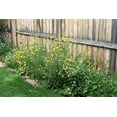 Seedville 250 Golden Marguerite Daisy Plant Seeds - Walmart.com