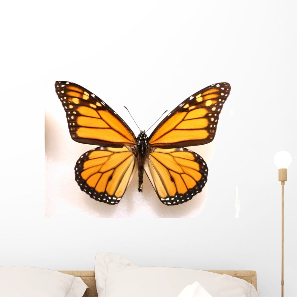 Monarch Butterfly Wall Mural by Wallmonkeys Peel and Stick Graphic (24 ...
