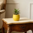 7x7cm Mini Planters for Succulents Small Plastic Flower Pots Colorful ...