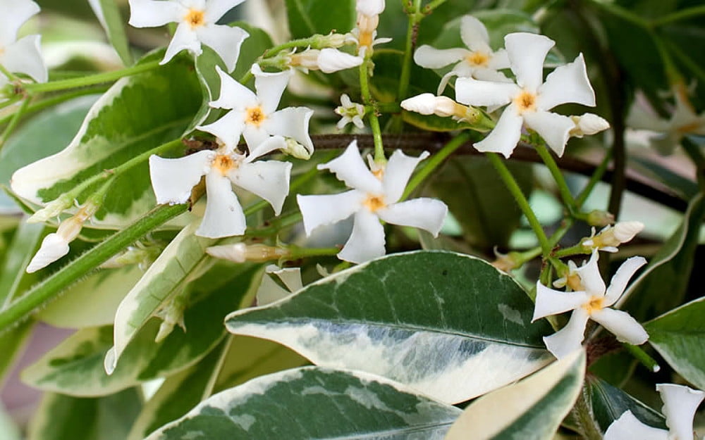 Variegated Confederate Star Jasmine Plant - 4" Pot - Extremely Fragrant ...