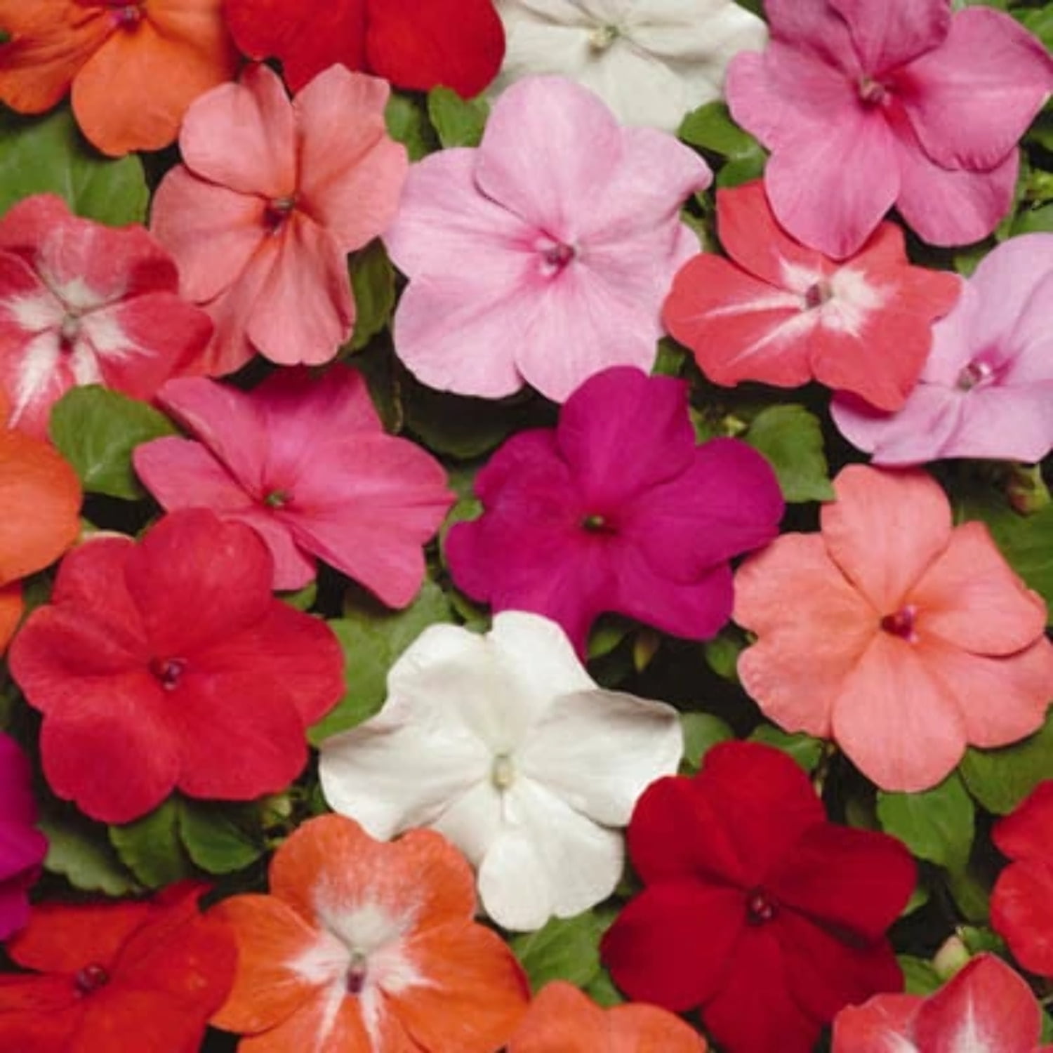 Impatiens Super Elfin XP Mix F1 Seed - Walmart.com