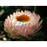 100 APRICOT & PEACH STRAWFLOWER Mix Coral Paper Daisy Helichrysum ...