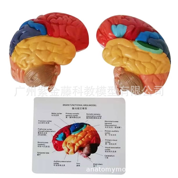 Natural large human brain anatomy model pituitary brain color points ...