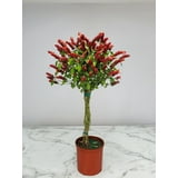 Tropical Plants of Florida 44" to 48" Braided Shrimp Tree; Red Flowers ...