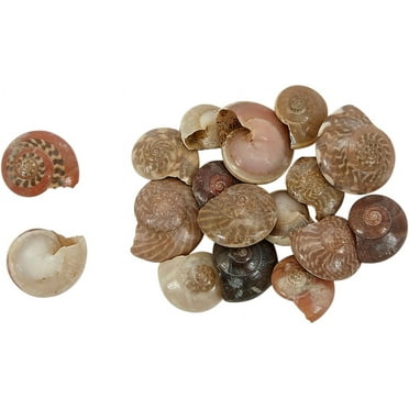 8 Pack: Natural Crushed Shells By Ashland™ - Walmart.com