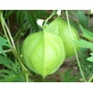 Outsidepride Balloon Vine Cardiospermum Halicacabum Plant Seed - 200 ...