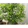 Too Little Ficus Tree - Live Starter Plant in a 2 Inch Pot - Ficus ...