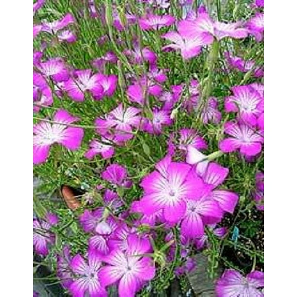 50 Milas ROSE CORN COCKLE Agrostemma Githago Pink Flower Seeds ...
