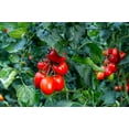 50 Seeds Organic AMISH PASTE TOMATO Red Heirloom Roma Type Lycopersicon ...