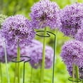Wiueurtly Amaryllis Stakes,Long Orchid Plant Stakes,Ground Clips,Garden ... Wiueurtly Amaryllis Stakes,Long Orchid Plant Stakes,Ground Clips,Garden ...
