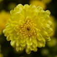 Expert Gardener 1.0PT Yellow Mum Live Plant in Grower Pot - Walmart.com