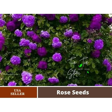 30 Rare Seeds-Blue Climbing Rose Bush Flower Seeds #1112-Authentic Seed ...
