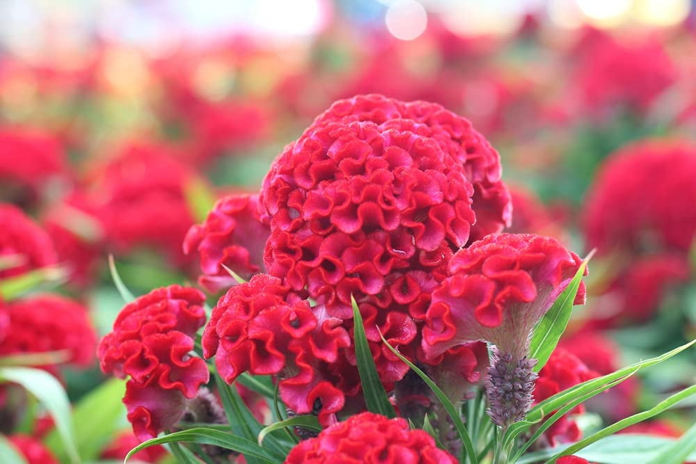 Exotic Cockscomb Seeds - 250+ Seeds - Amazing Garden Flower - Made in ...