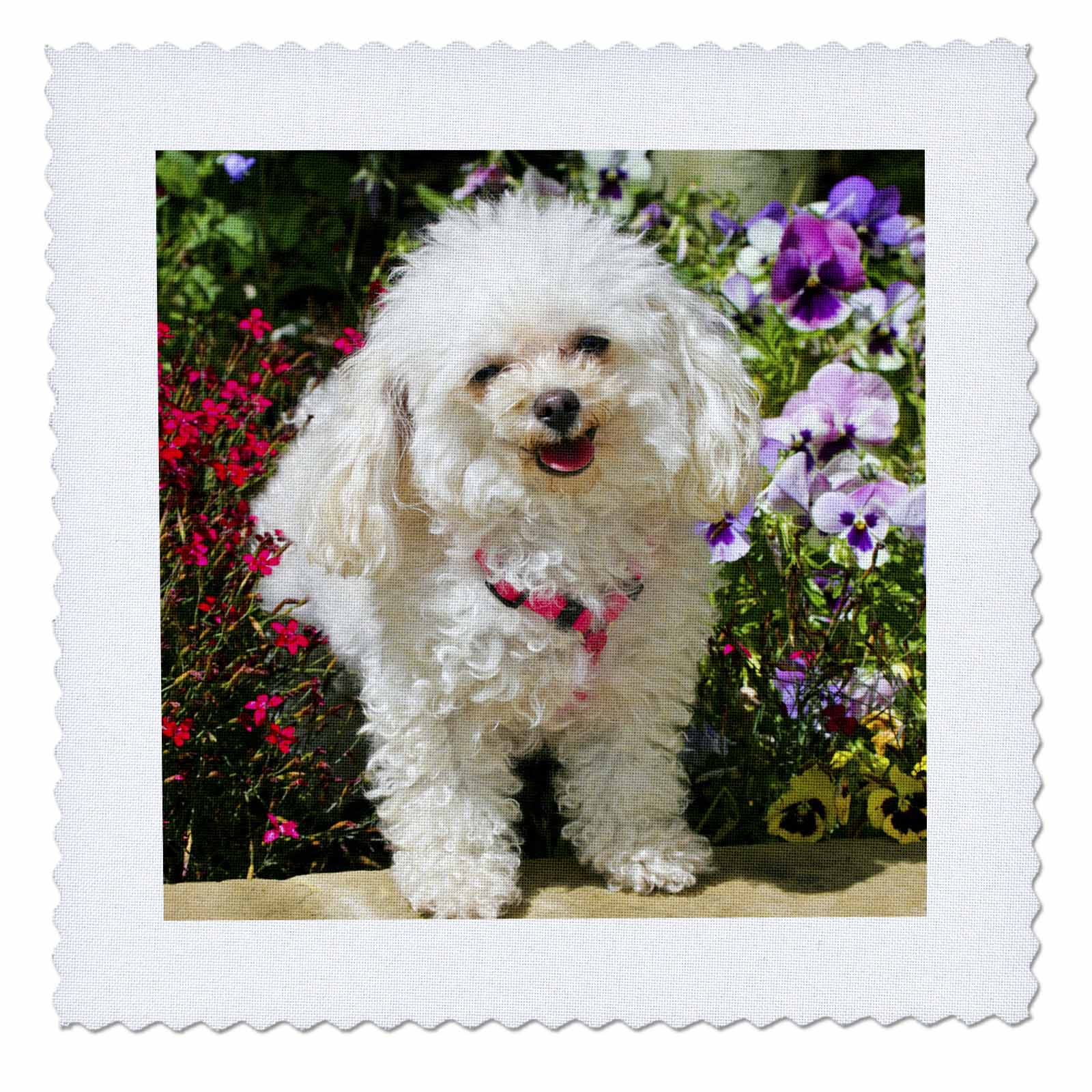 3dRose Colorado, Summit County, Teacup poodle dog - US06 BJA0070 ...