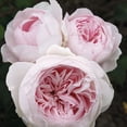 Heirloom Roses, Earth Angel Floribunda Rose Bush, Fragrant Pink Peony ...