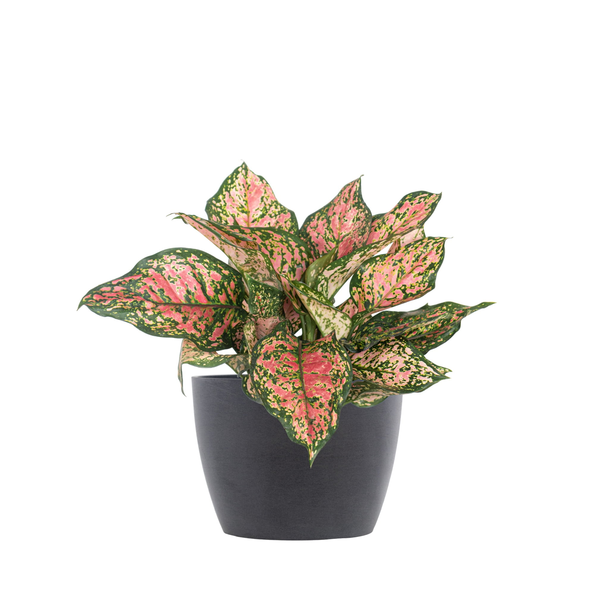 United Nursery Live Aglaonema Ruby Ray Houseplant 12-14 in Tall in 6 ...