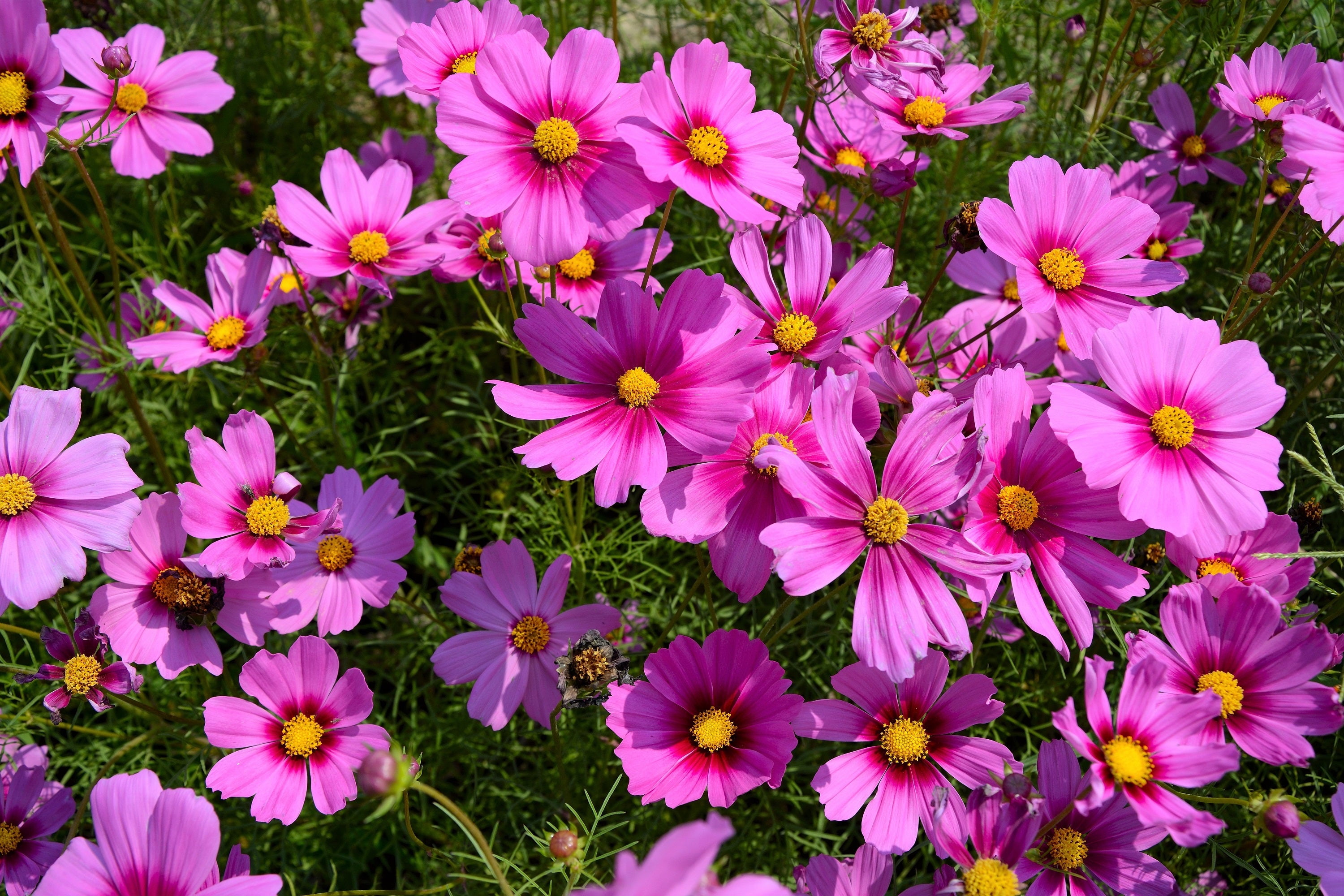 300 GLORIA COSMOS Bipinnatus 2-Tone Pink Fast Growing Flower Seeds ...