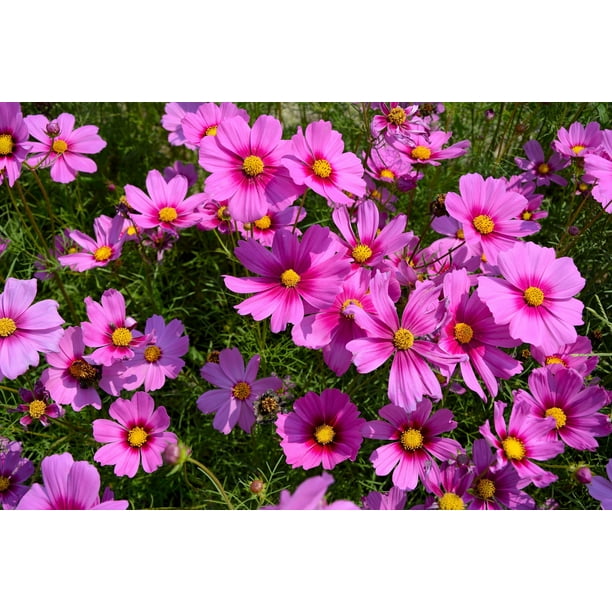 300 GLORIA COSMOS Bipinnatus 2-Tone Pink Fast Growing Flower Seeds ...
