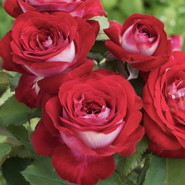 Perfume Delight Dormant Bare Root Hybrid Tea Rose, Includes one dormant ...