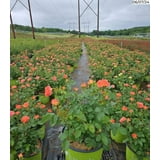 Knock Out® Orange Glow™ Rose - Live Bush Plant With Luminous Flowers ...