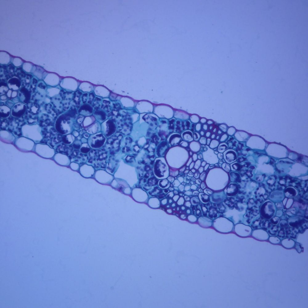Monocot Leaf Under Microscope