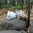 Mini Realistic Plush Rabbits Kids Toys Decorations Birthday Gift ...