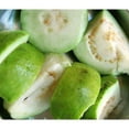 15 Seeds Guava White Tropical Fruit Psidium Guajava Tree Edible Guayaba ...