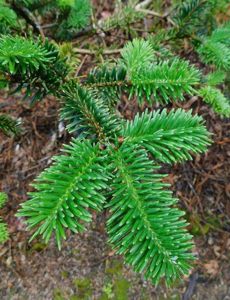 George Fir Tree Seeds - 30 Seeds for Planting - Abies forrestii georgei ...