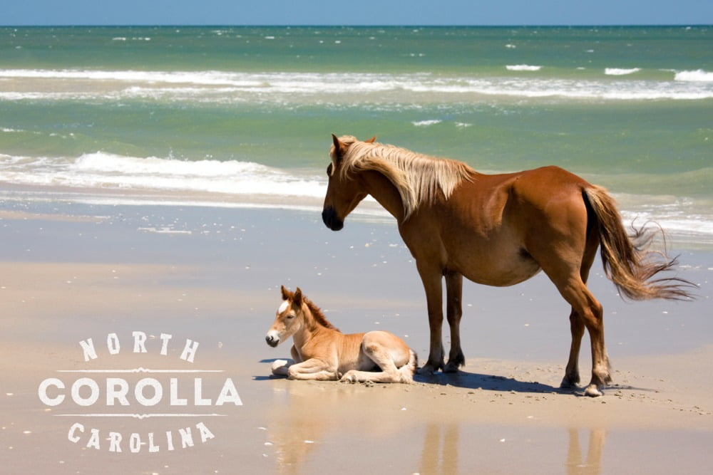 Corolla, North Carolina, Horses on Beach, Banker Pony and Foal on Beach ...