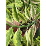 Variegated Devil's Backbone, Devil's Roots, Japanese Poinsettia ...