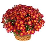 Better Homes & Gardens Sunset Yellow Bicolor Mums Live Plant Garden in ...