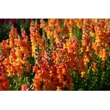 250 Fragrant Orange Wonder Snapdragon Antirrhinum Majus Plant Flower ...