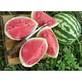 Crimson Watermelon Seeds to Grow - 30+ Seeds - Made in USA, Ships from ...
