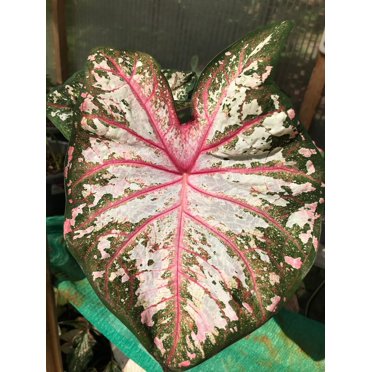 Blue Buddha Farm: Raspberry Moon Caladium (2 Bulbs) - Easy to Grow ...
