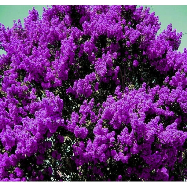 2 LIVE PLANTS DARK PURPLE CREPE MYRTLE BUSHES TREES ROOTED FLOWERING ... 2 LIVE PLANTS DARK PURPLE CREPE MYRTLE BUSHES TREES ROOTED FLOWERING ...