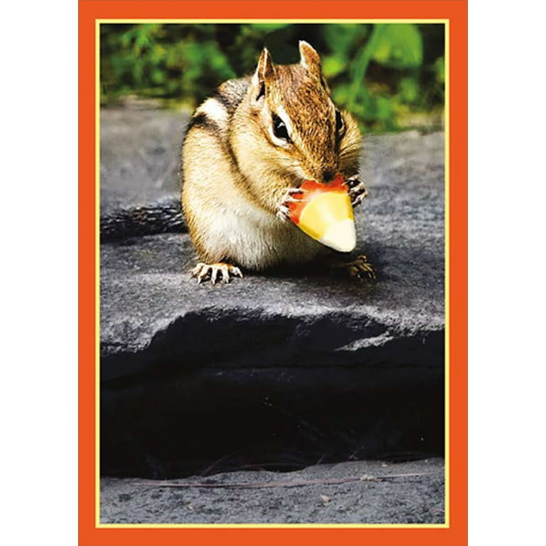 Funny Chipmunk Pictures With Words