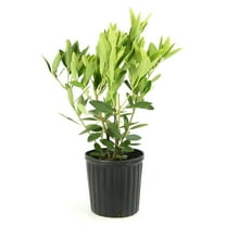 3 gal Loropetalum Purple Pixie Live Shrub with Pink Flowers - Walmart.com