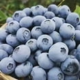 100+ Blueberry Seeds for Planting… - Walmart.com