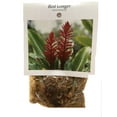 Live Red Ginger Plant Roots 1Pk (2 Roots 2"-4" Long) Partial Shade ...