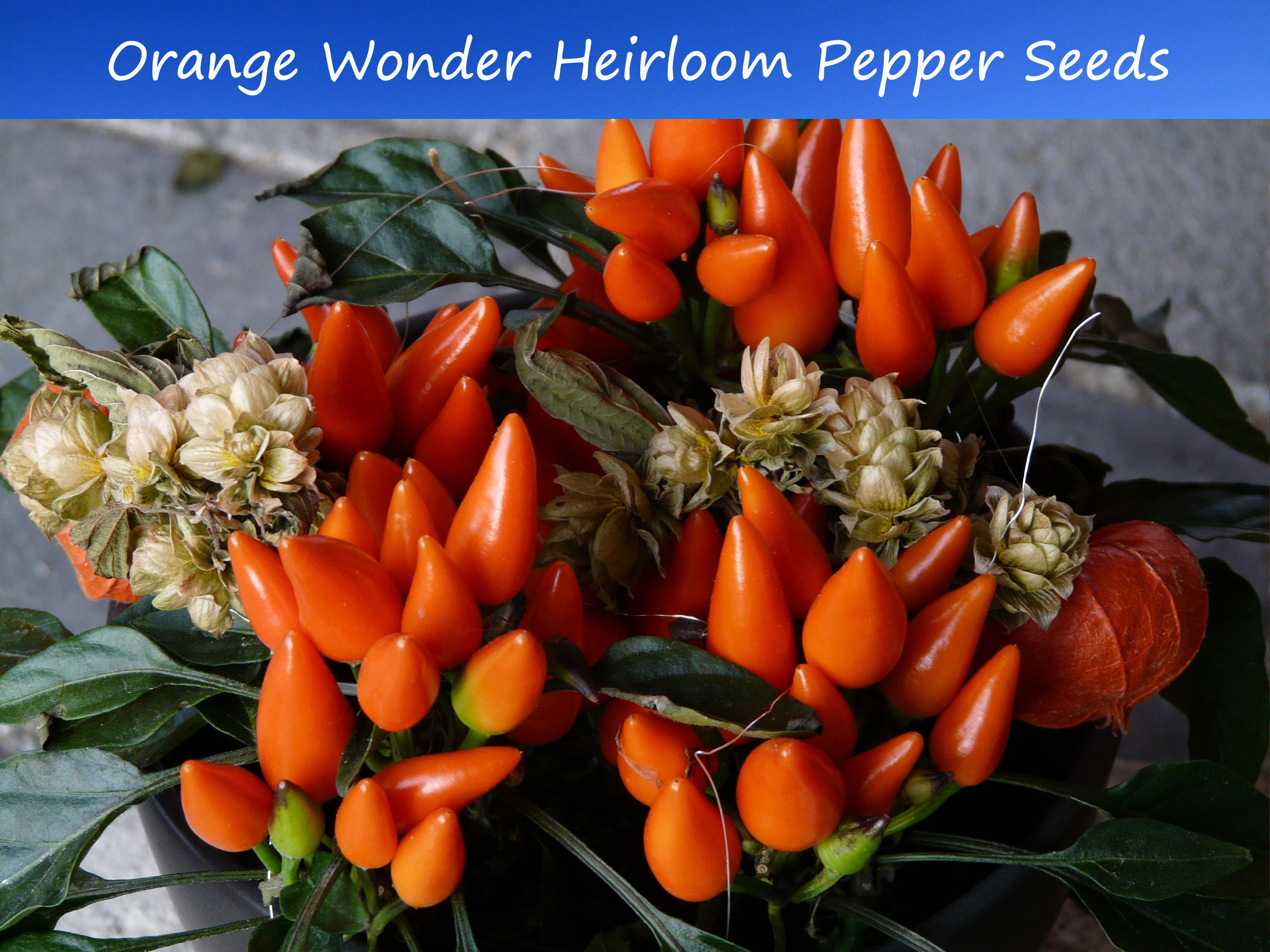 PEPPER SEEDS - Orange Wonder Ornamental -Pepper Seeds -20 Heirloom ...
