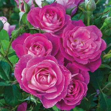 Heirloom Roses, Own-Root One Gallon Handel Climbing Rose, Bi-Color ...