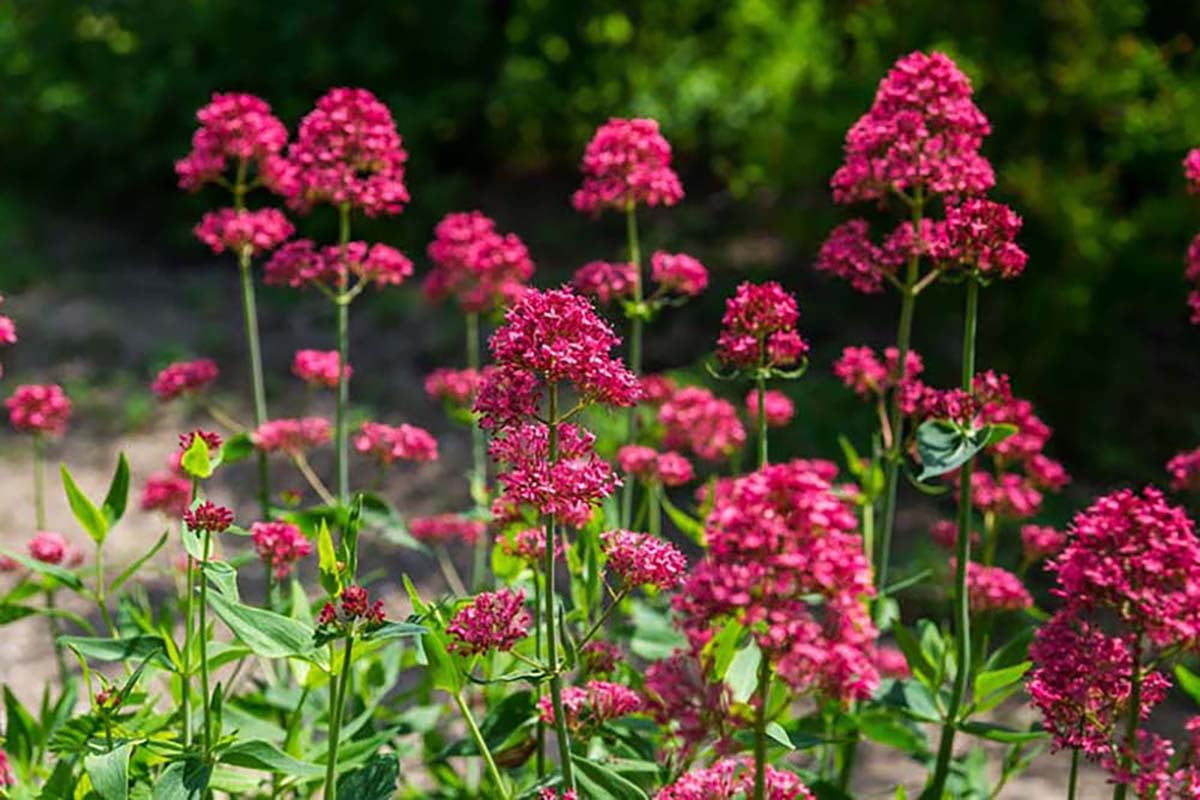 Red Valerian - Jupiter's Beard Perennial Plant - Centranthus ruber ...